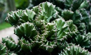 Coral Cactus: Growing The Frankenstein Of The Succulent World - Epic ...