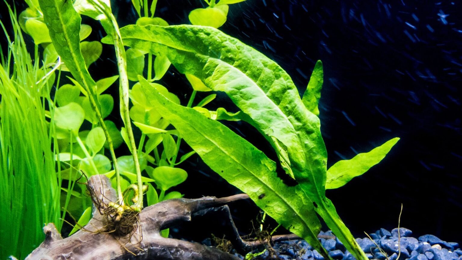 How to Plant, Grow, and Care for Java Fern
