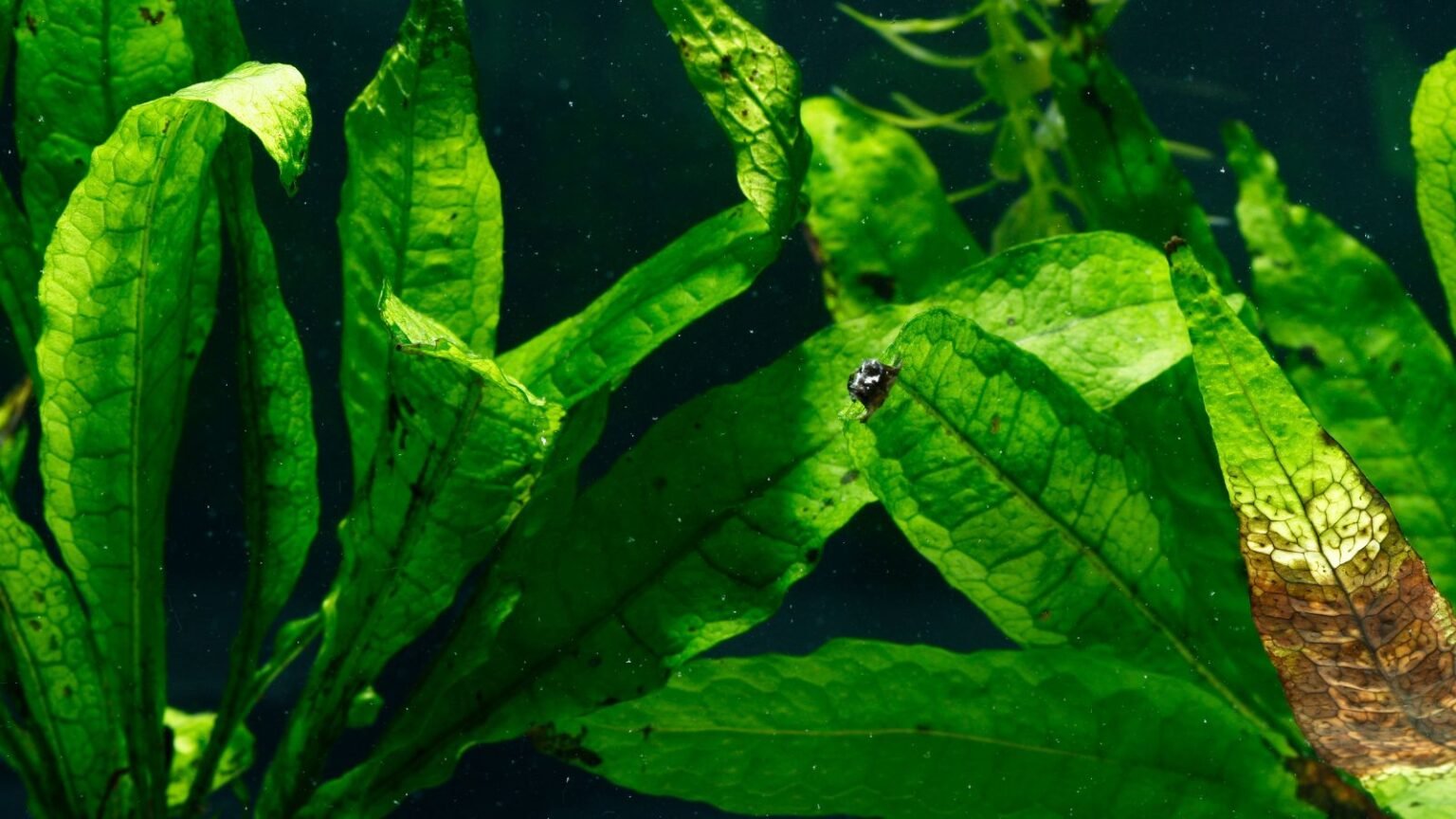 How to Plant, Grow, and Care for Java Fern