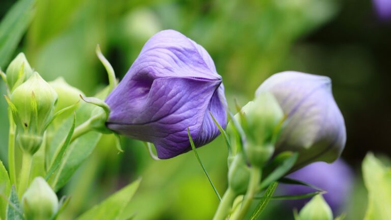 How to Plant, Grow, and Care For Balloon Flowers