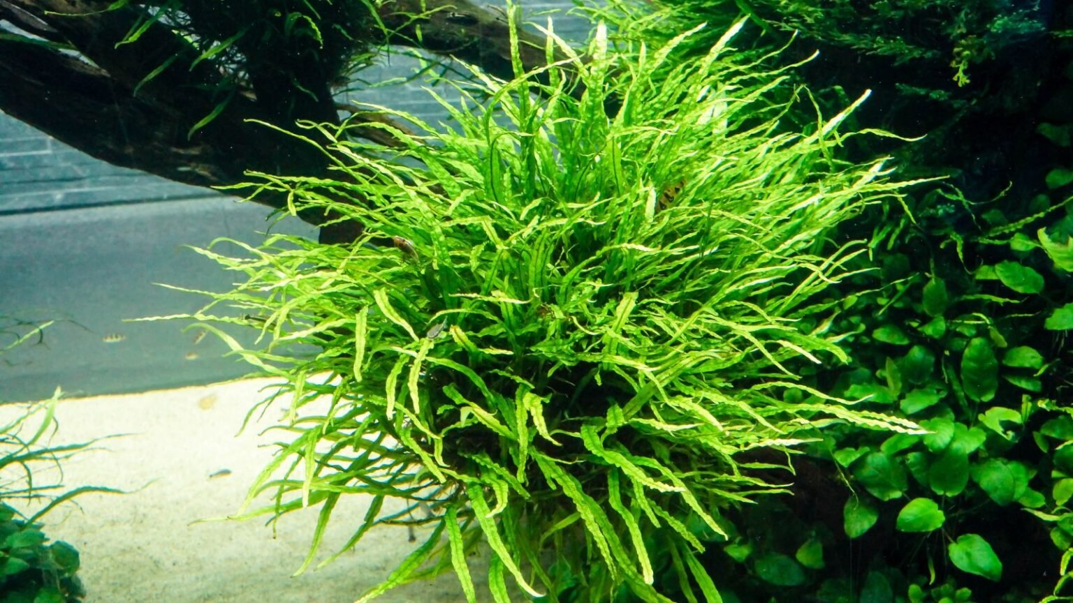 How to Plant, Grow, and Care for Java Fern