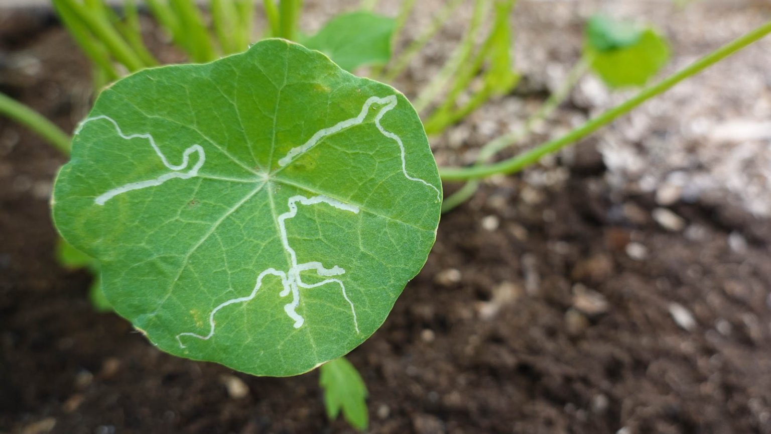How to Identify and Control Leaf Miner