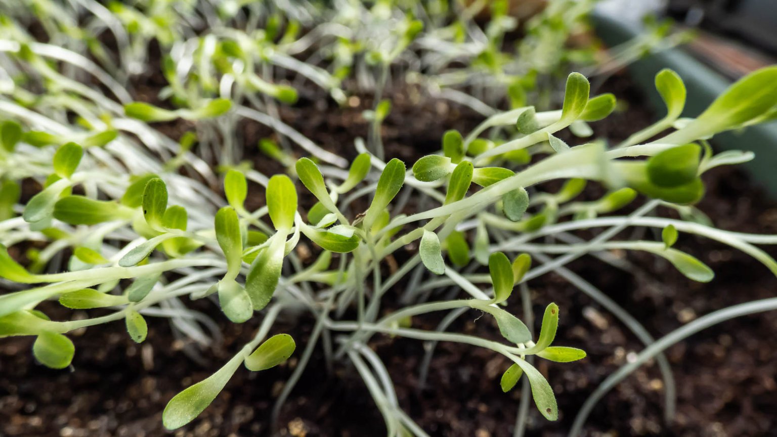 How to Grow Lettuce Microgreens in 5 Easy Steps