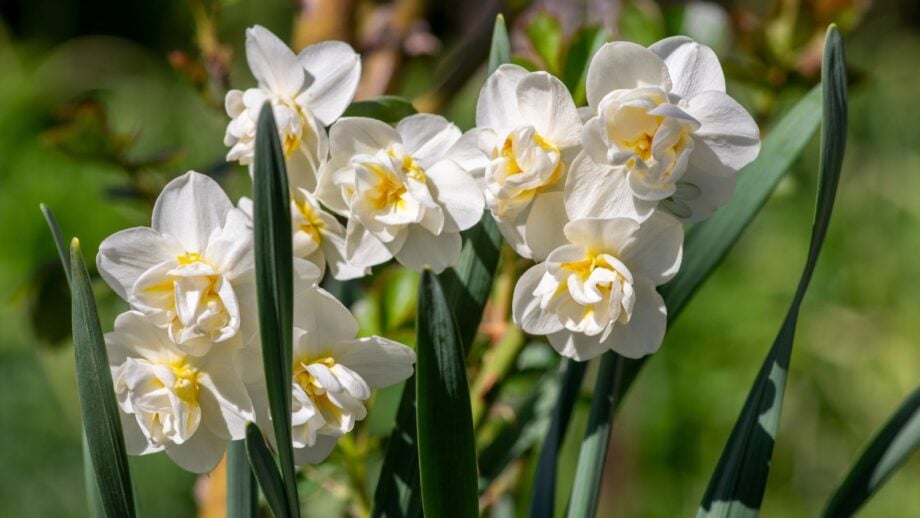 How to Plant, Grow, and Care for Narcissus Flowers