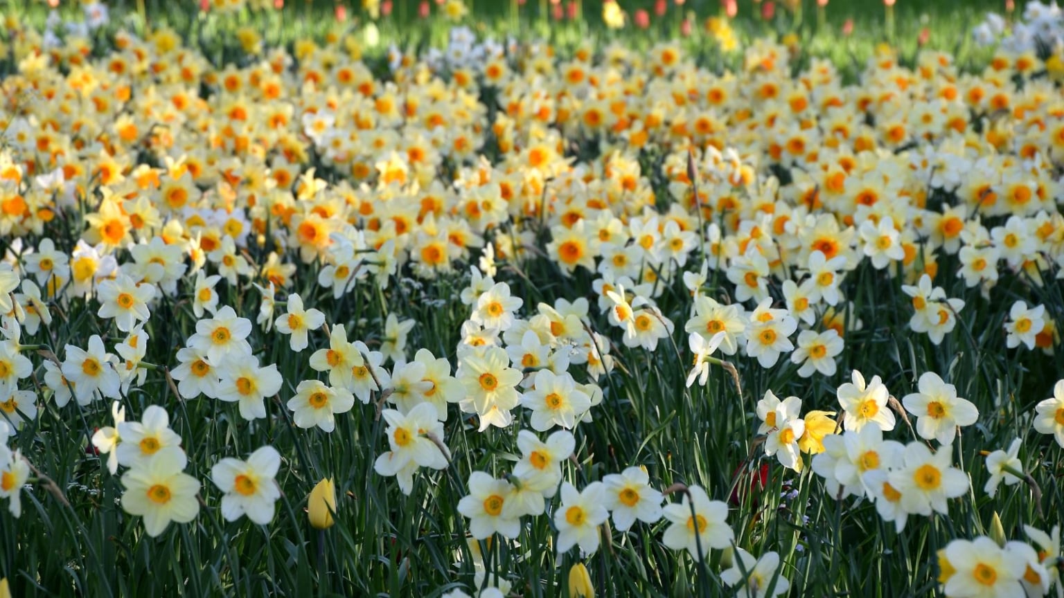 How to Plant, Grow, and Care for Narcissus Flowers