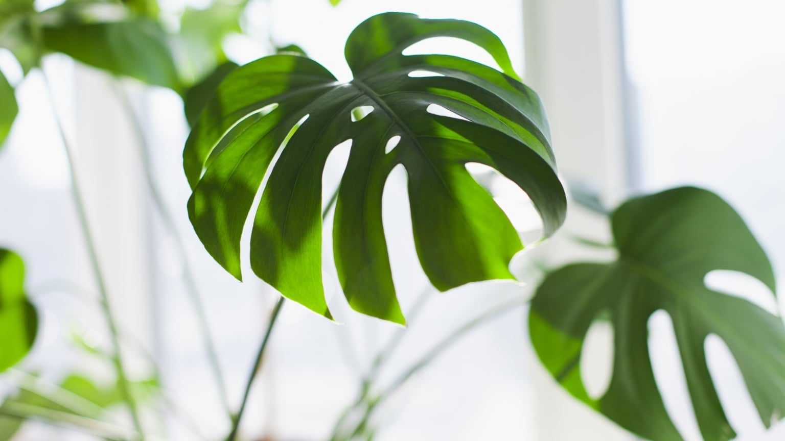 How to Plant, Grow, and Care for Monstera Deliciosa