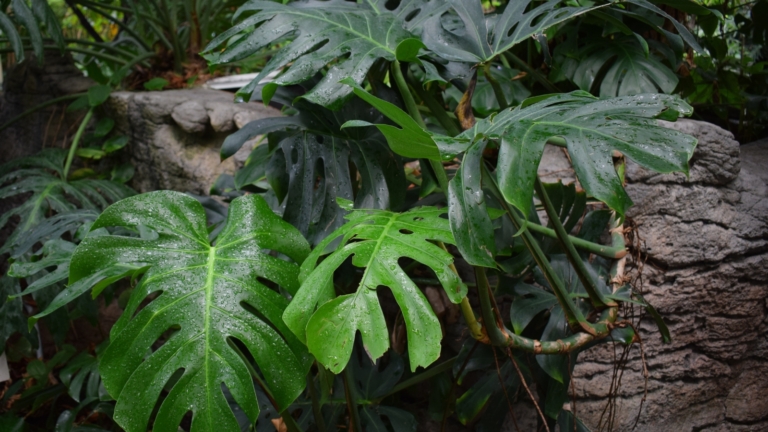 How to Plant, Grow, and Care for Monstera Deliciosa