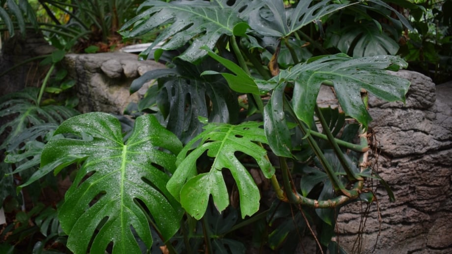 How to Plant, Grow, and Care for Monstera Deliciosa