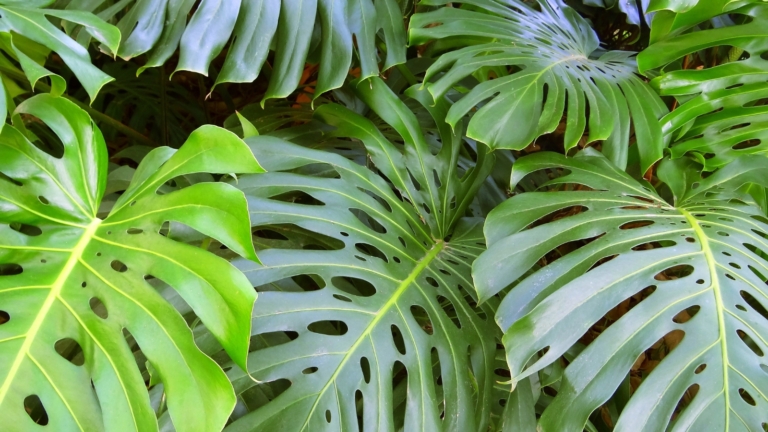 How to Plant, Grow, and Care for Monstera Deliciosa