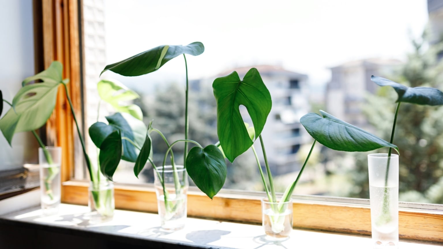 How to Plant, Grow, and Care for Monstera Deliciosa