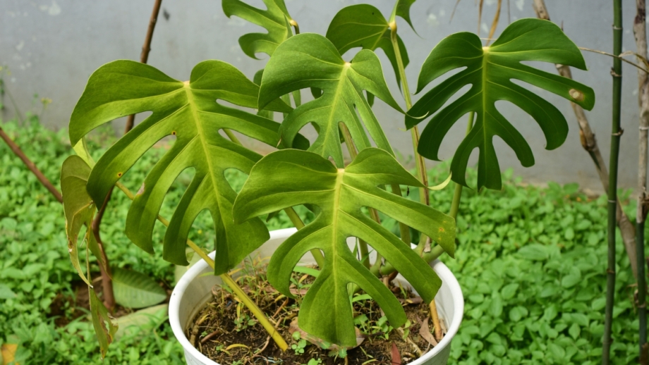 How to Plant, Grow, and Care for Monstera Deliciosa