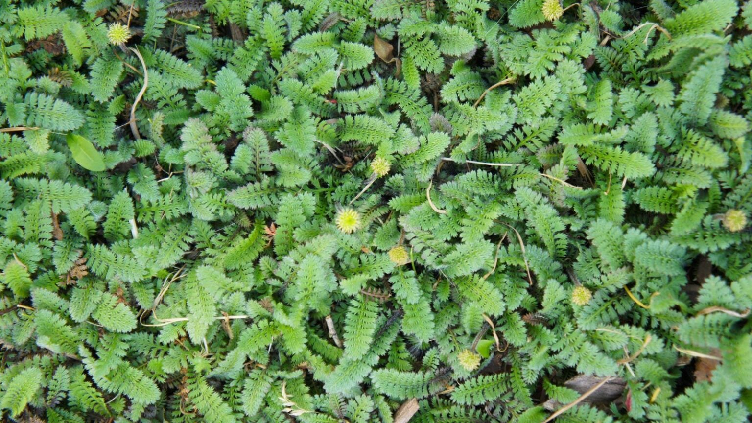 17 Beautiful Ground Covers for Shade