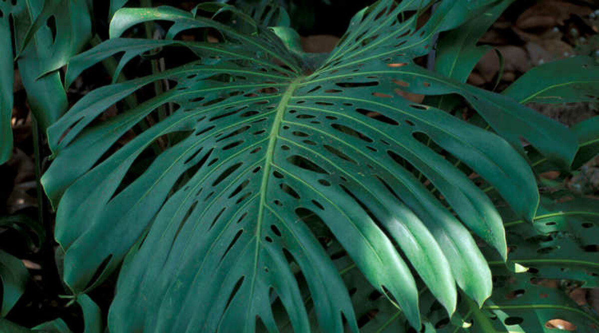 Monstera Deliciosa: Growing the Swiss Cheese Plant at Home