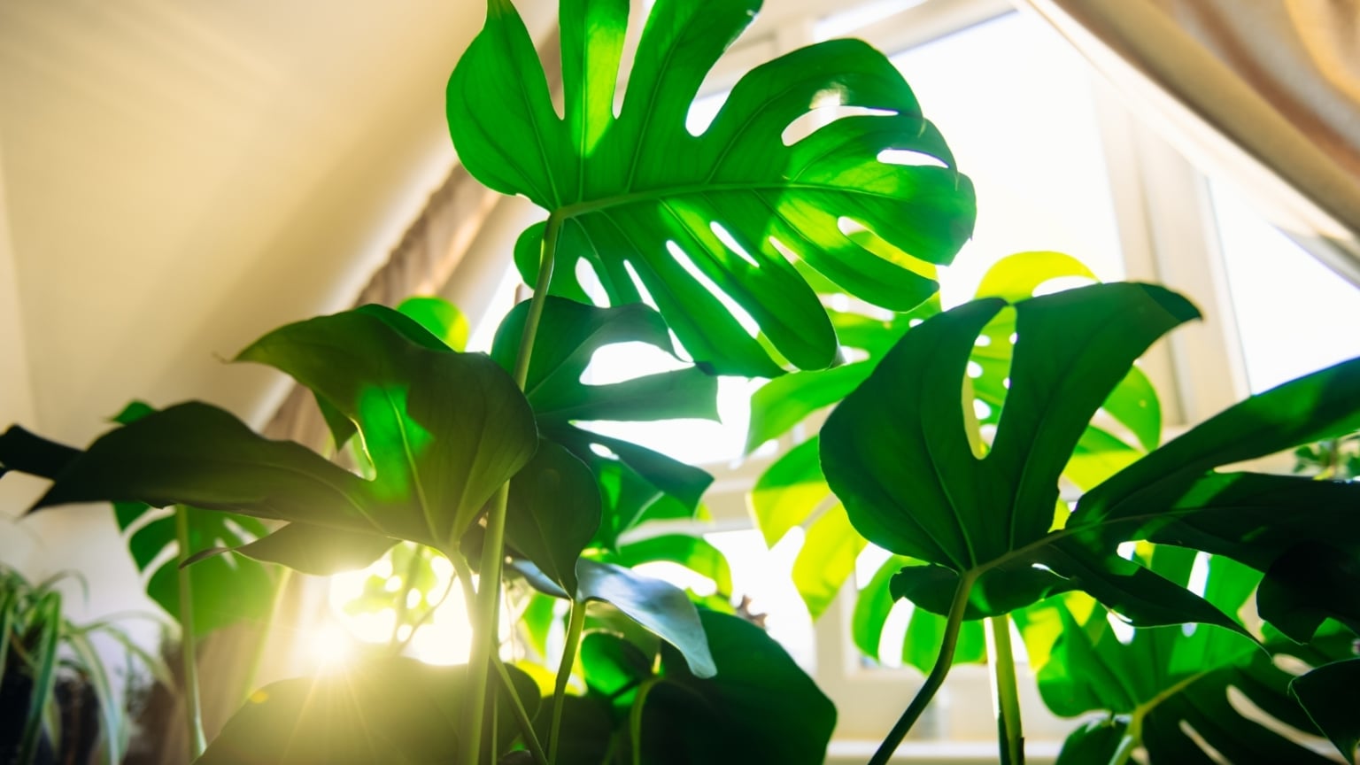 How to Plant, Grow, and Care for Monstera Deliciosa