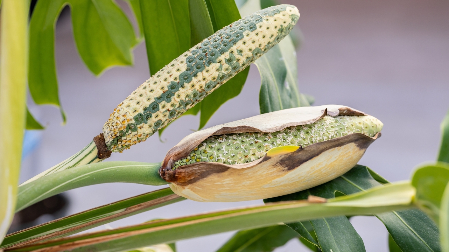 How to Plant, Grow, and Care for Monstera Deliciosa