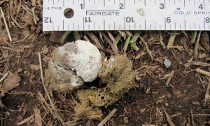 Chicken Manure: Turn Waste Into Quality Fertilizer- Epic Gardening