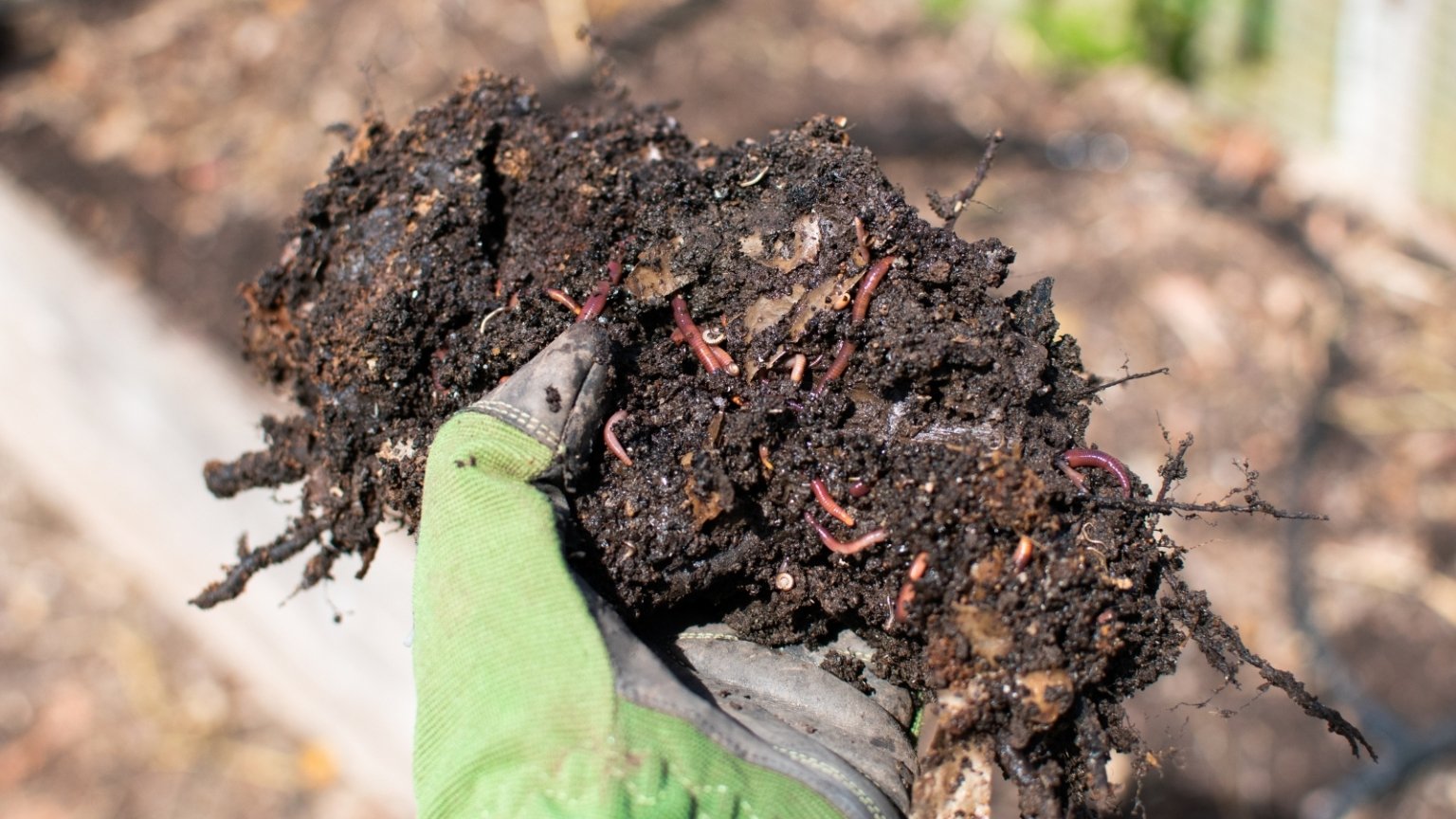 What To Feed Worms For Epic Vermicompost