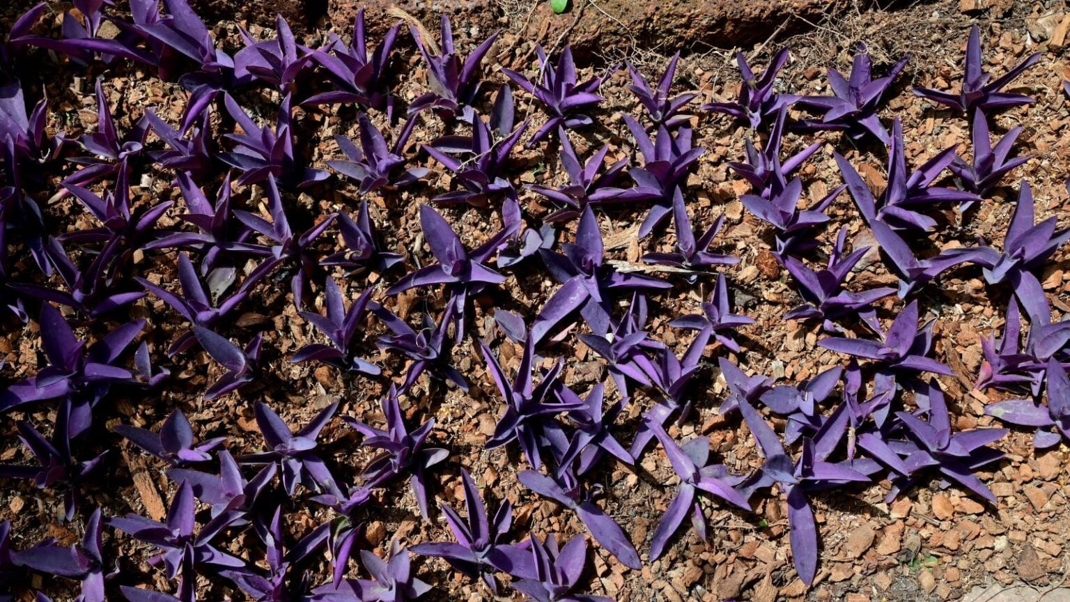 Tradescantia Pallida: The Purple Heart Wandering Jew - Epic Gardening