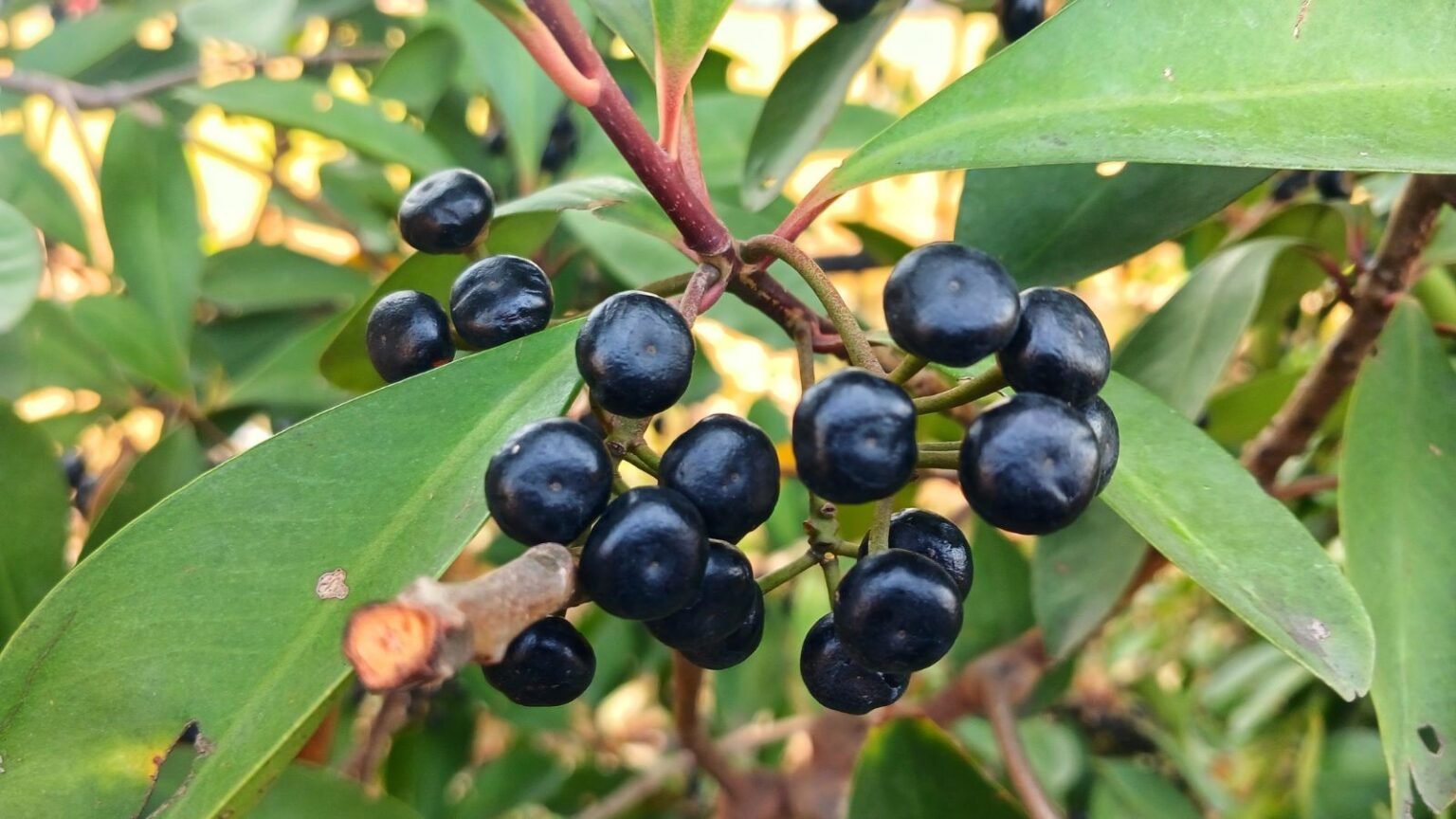 How to Plant, Grow, and Care for Ardisia