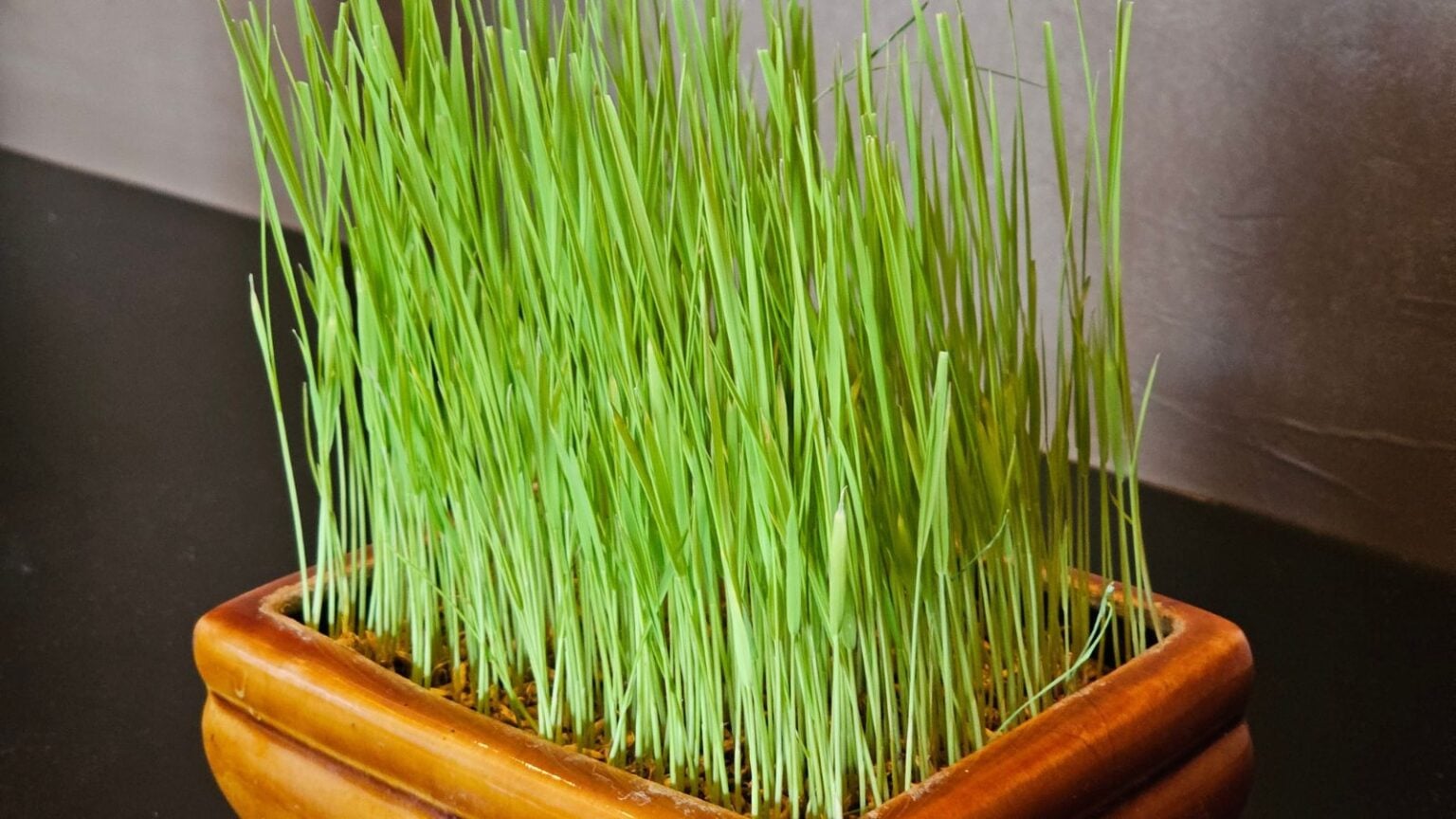 How to Plant and Grow Cat Grass