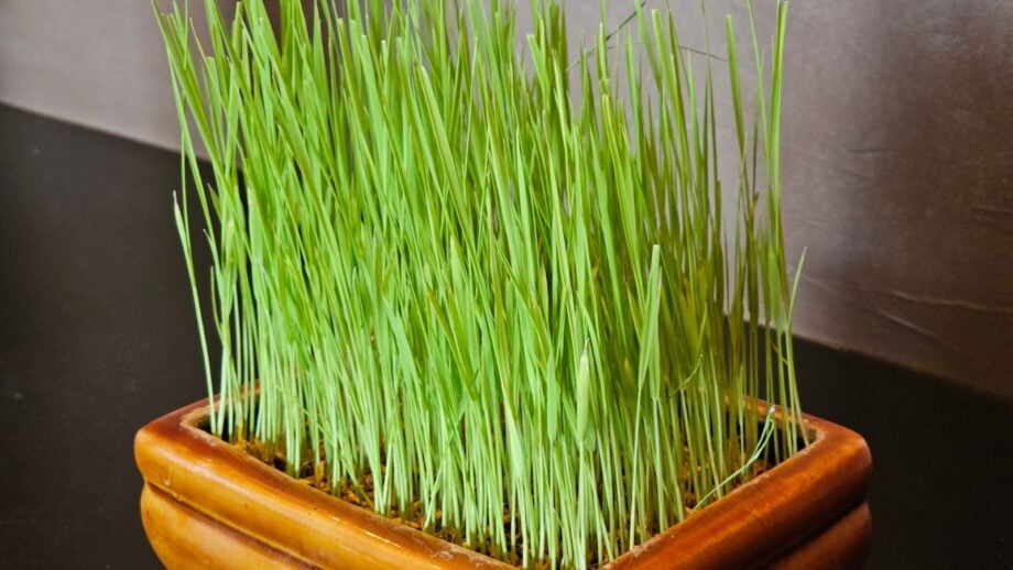 How to Plant and Grow Cat Grass