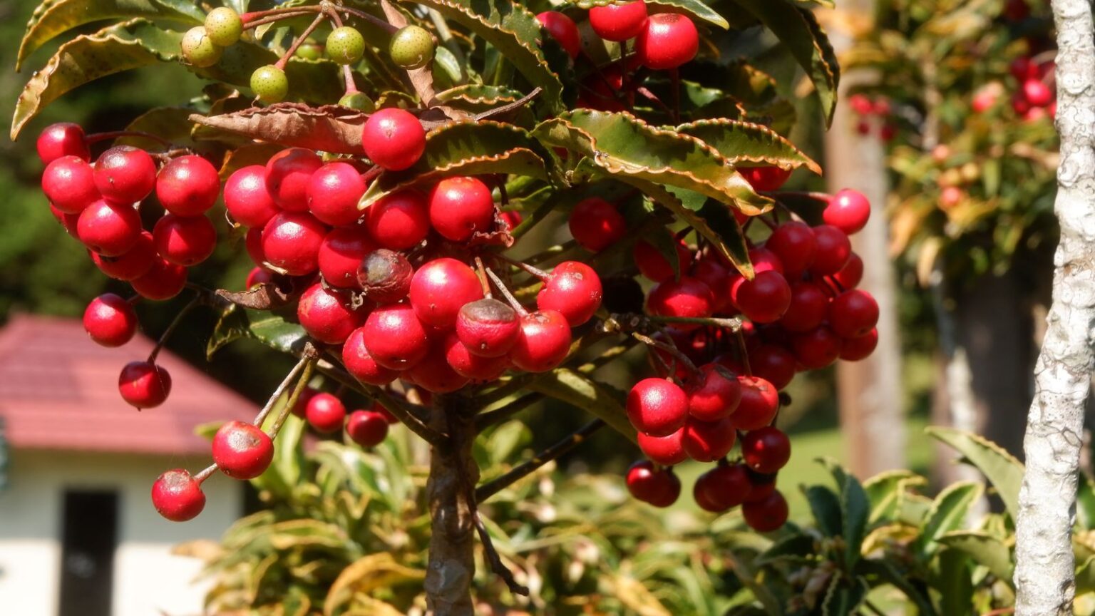 How to Plant, Grow, and Care for Ardisia