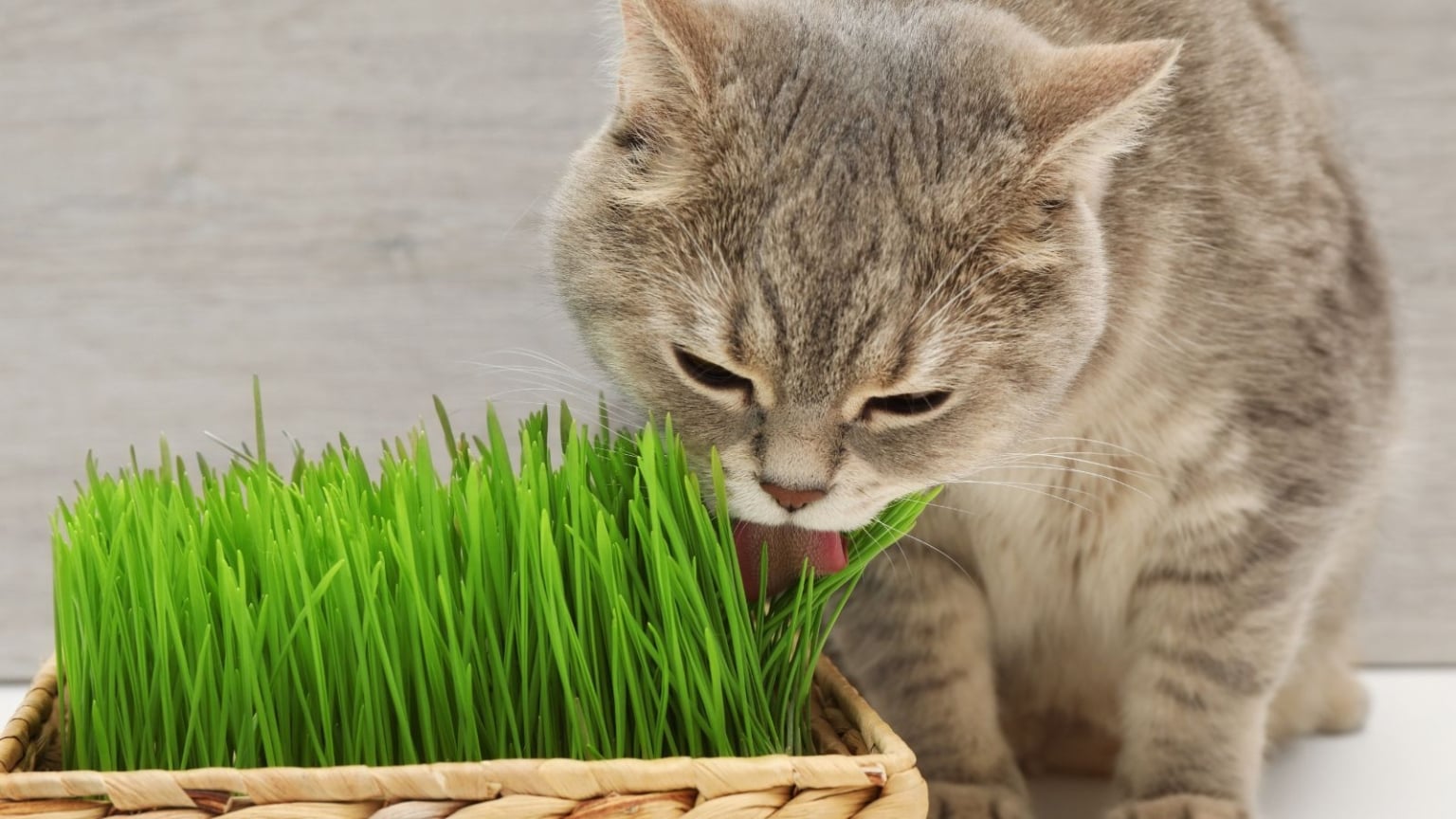 How to Plant and Grow Cat Grass
