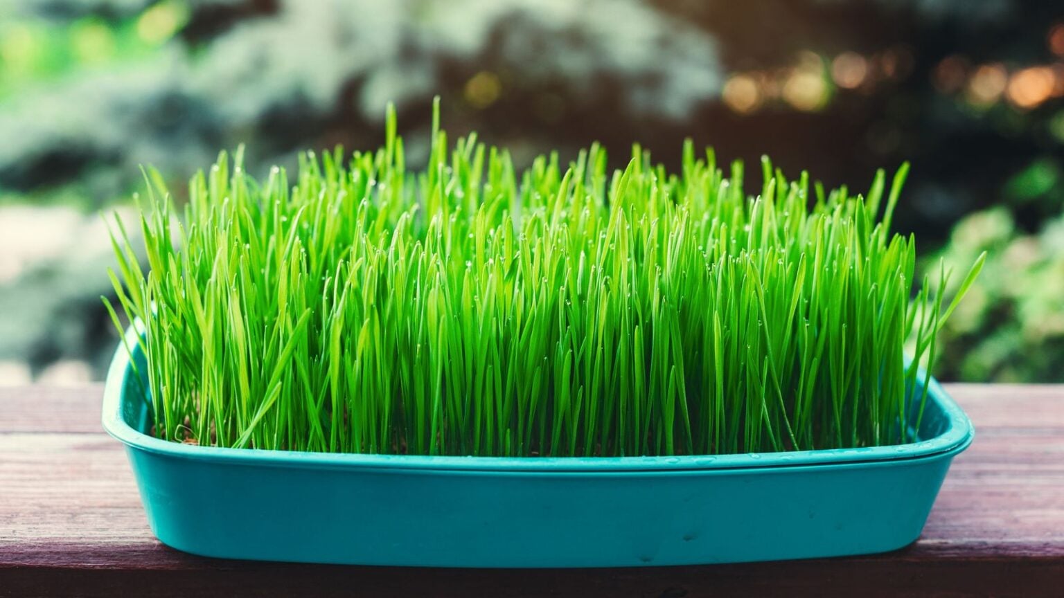 How to Plant and Grow Cat Grass