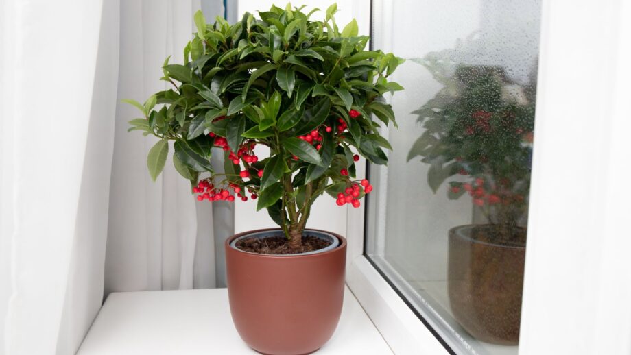 How to Plant, Grow, and Care for Ardisia