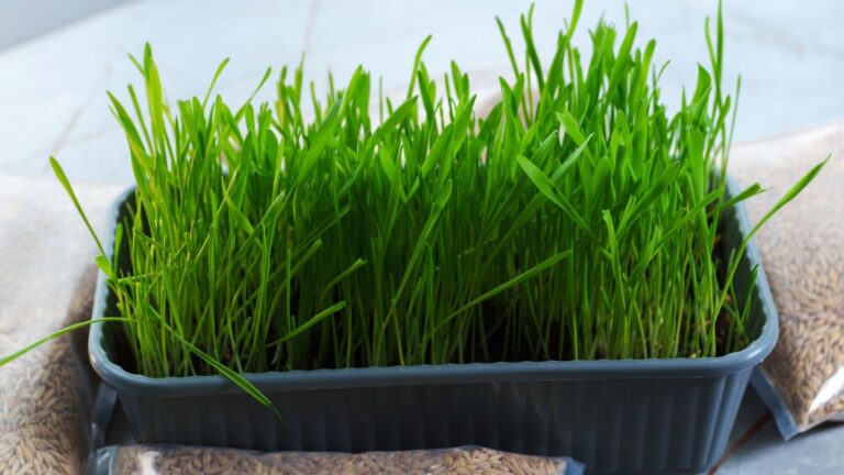 How to Plant and Grow Cat Grass