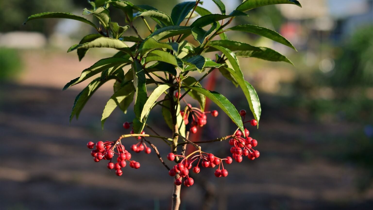How to Plant, Grow, and Care for Ardisia