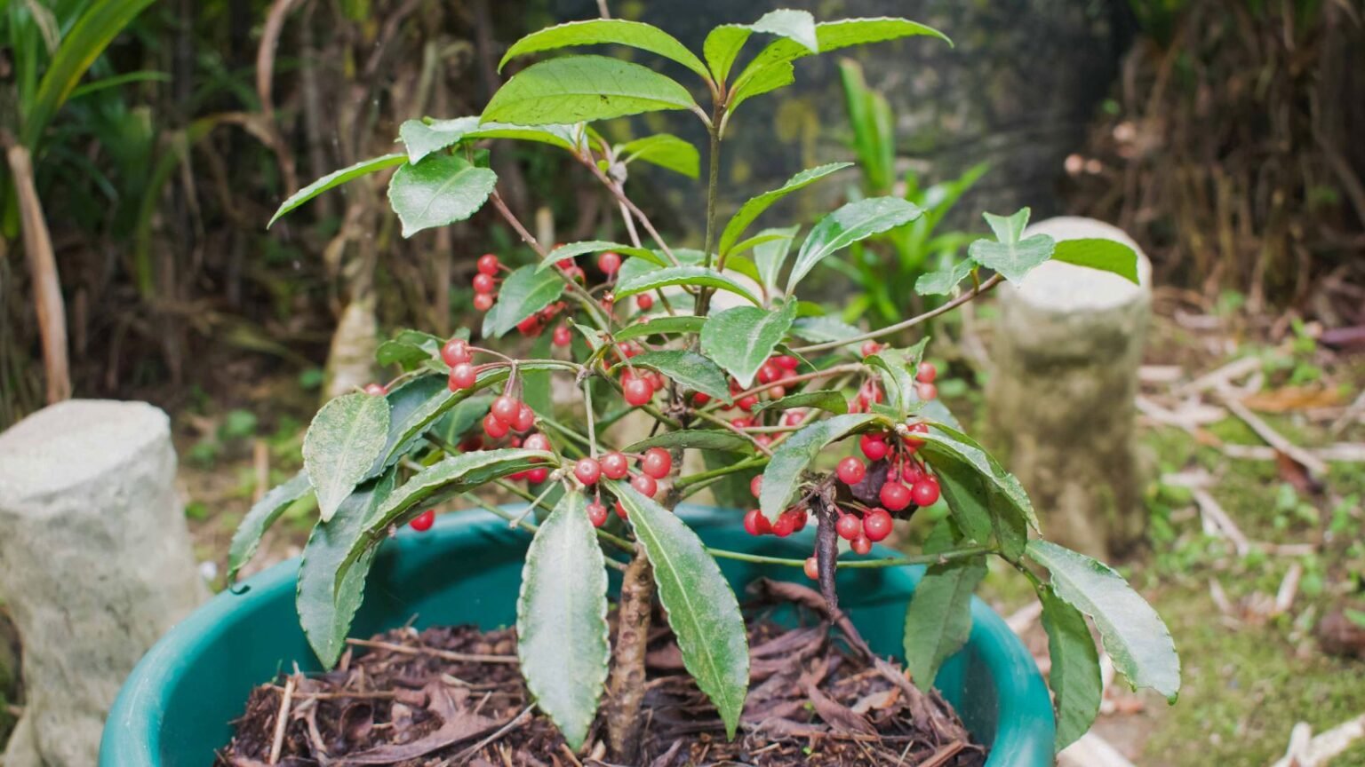 How to Plant, Grow, and Care for Ardisia