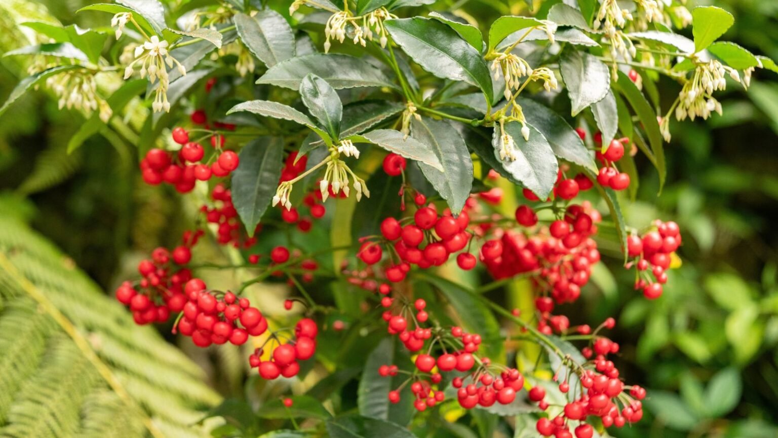 How to Plant, Grow, and Care for Ardisia