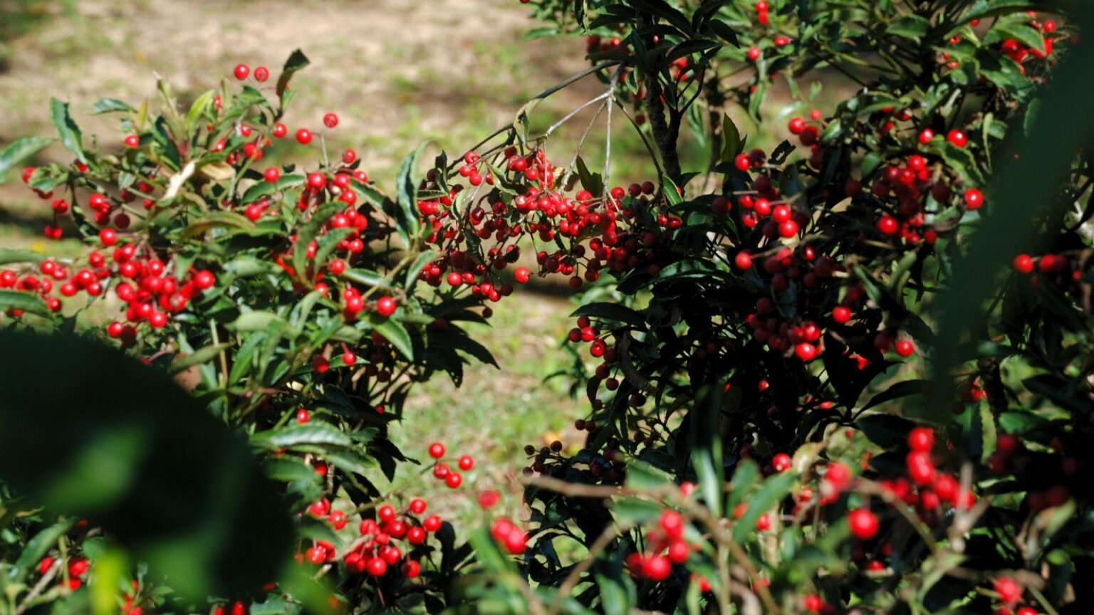 How to Plant, Grow, and Care for Ardisia