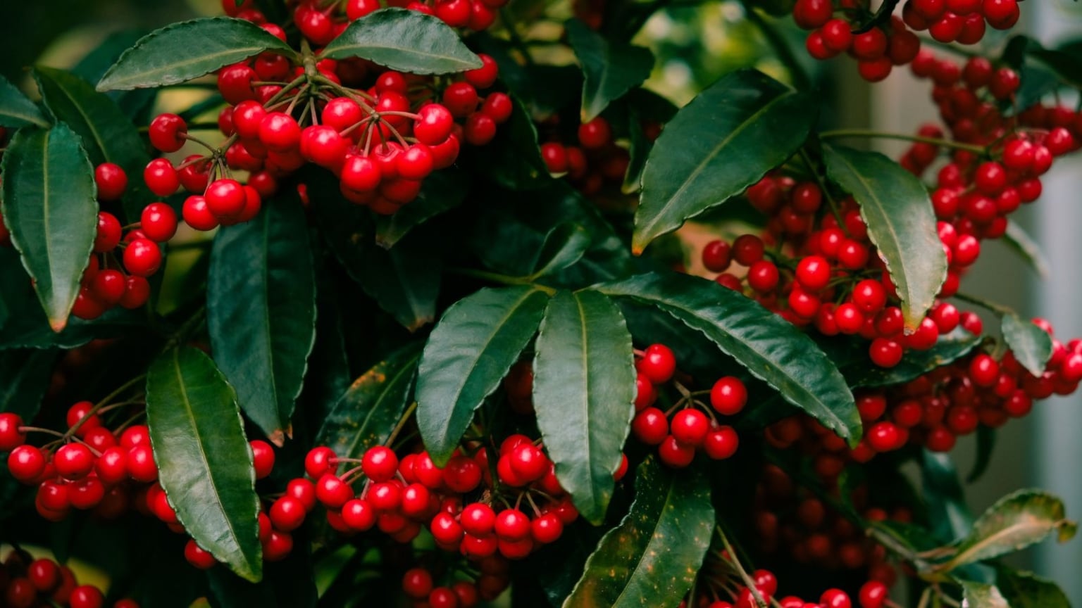 How to Plant, Grow, and Care for Ardisia