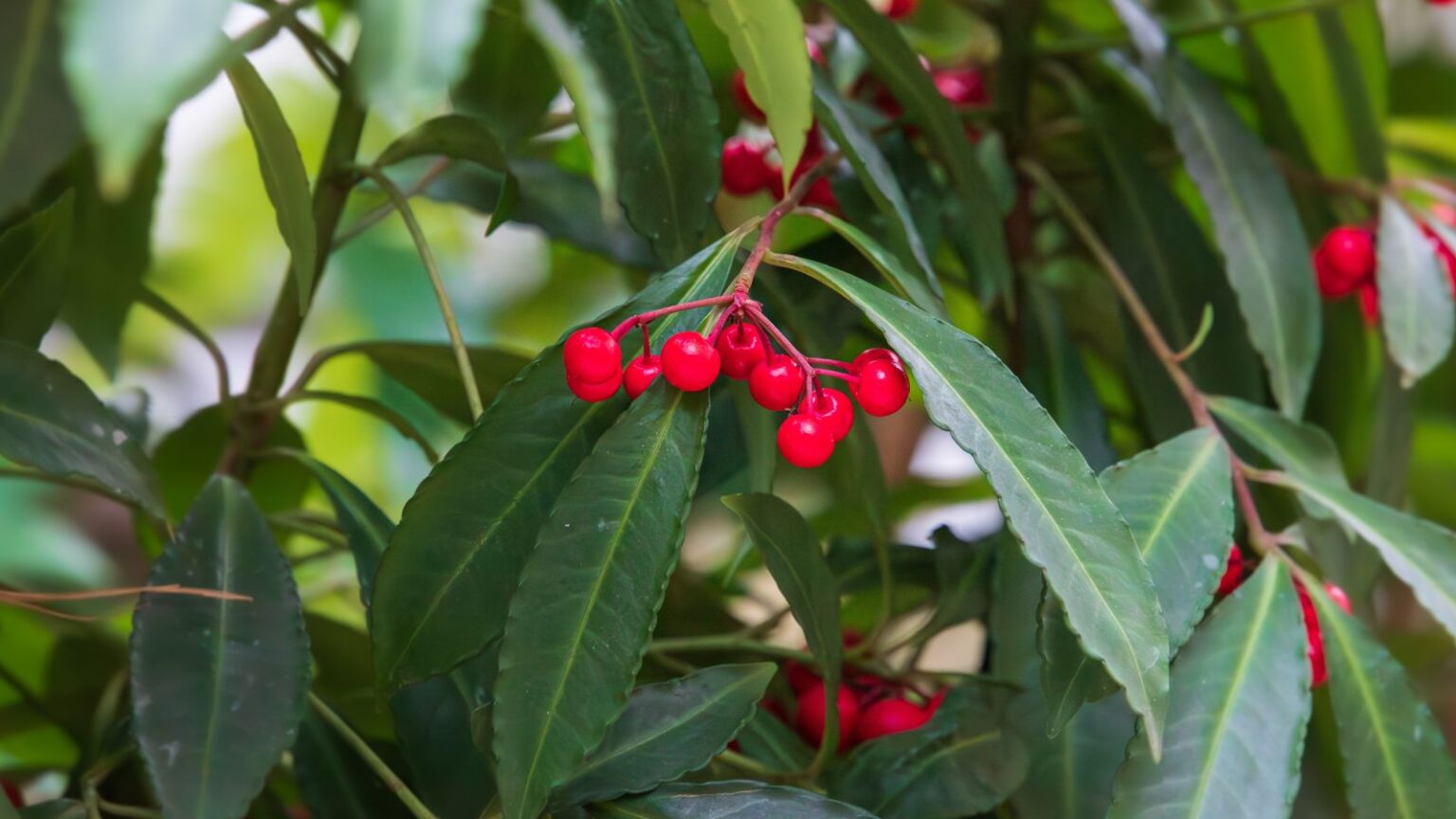 How to Plant, Grow, and Care for Ardisia