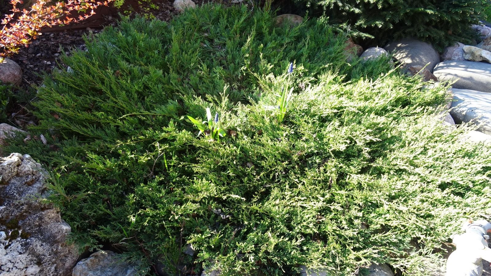 Creeping Juniper: How To Grow A Living Carpet - Epic Gardening