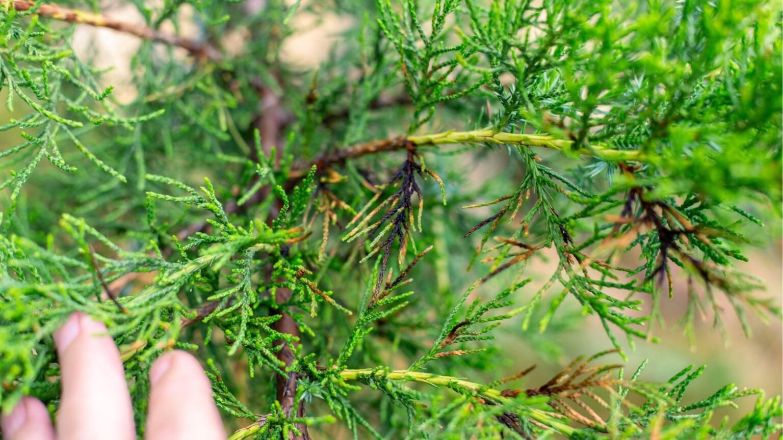Creeping Juniper: How To Grow A Living Carpet - Epic Gardening