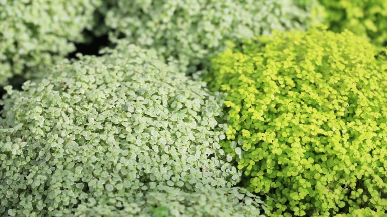 How to Plant, Grow, and Care for Baby Tears (Soleirolia Soleirolii)