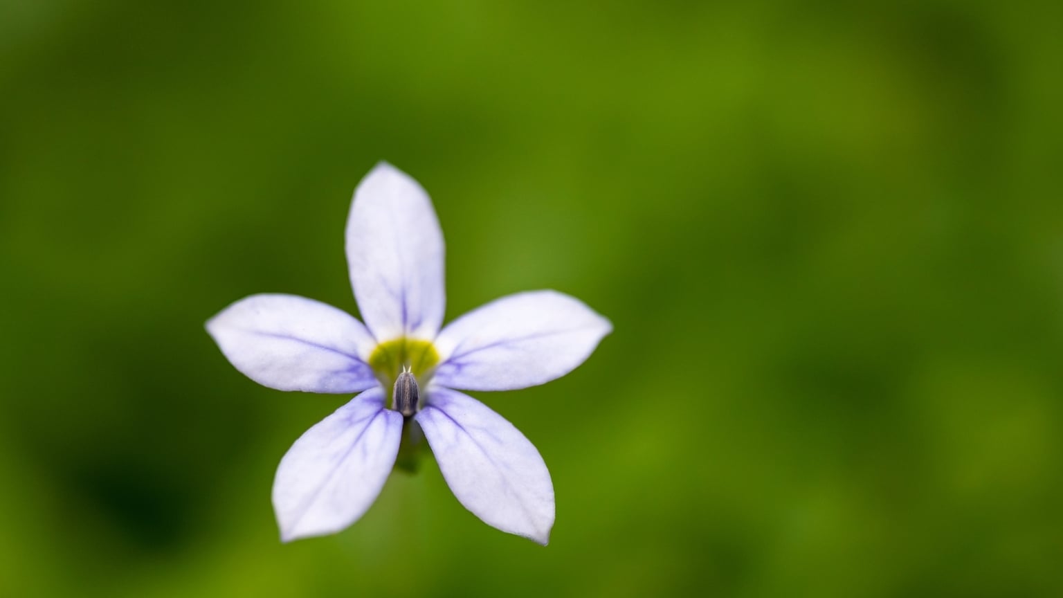 How to Plant, Grow, and Care for Blue Star Creeper