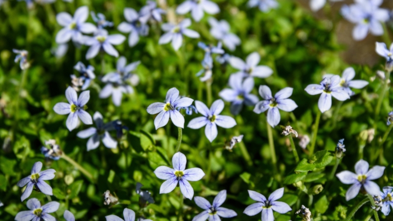 How to Plant, Grow, and Care for Blue Star Creeper