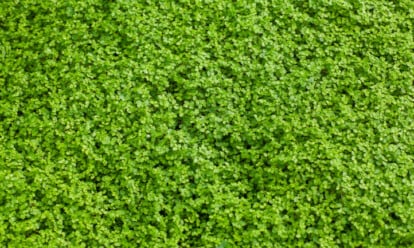 Corsican Mint: Grow And Care For Mentha Requienii - Epic Gardening