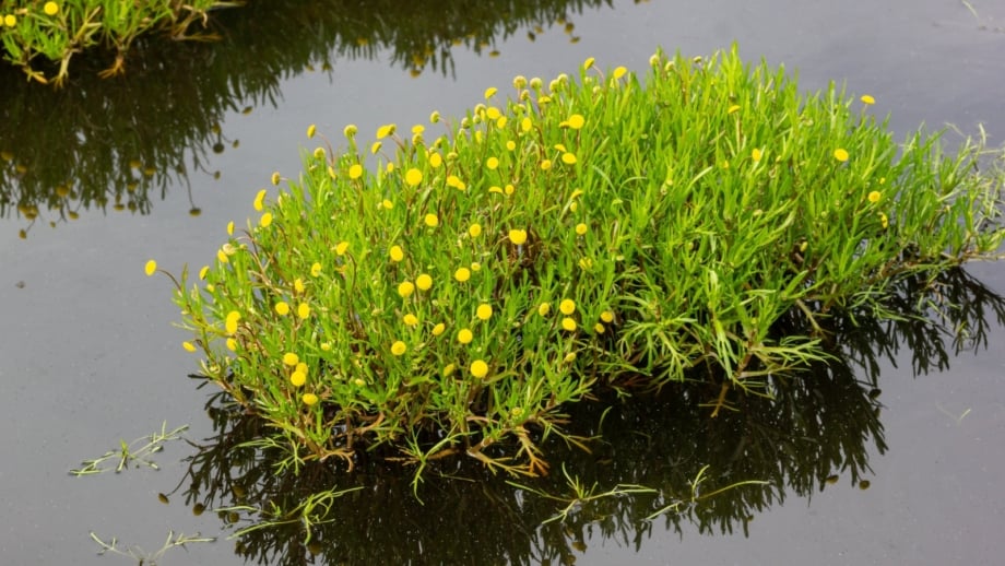 How to Plant, Grow, and Care for Brass Buttons