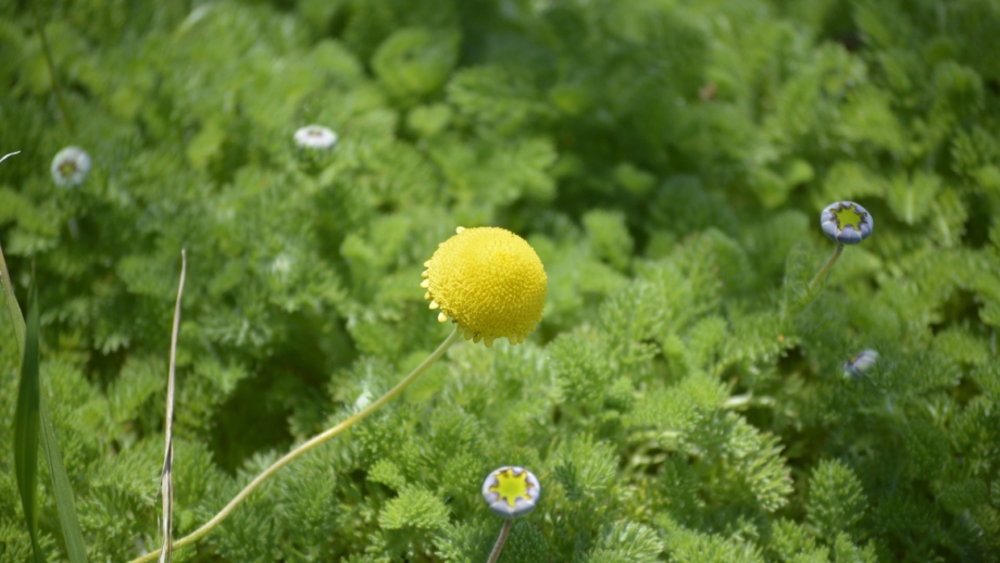 How to Plant, Grow, and Care for Brass Buttons