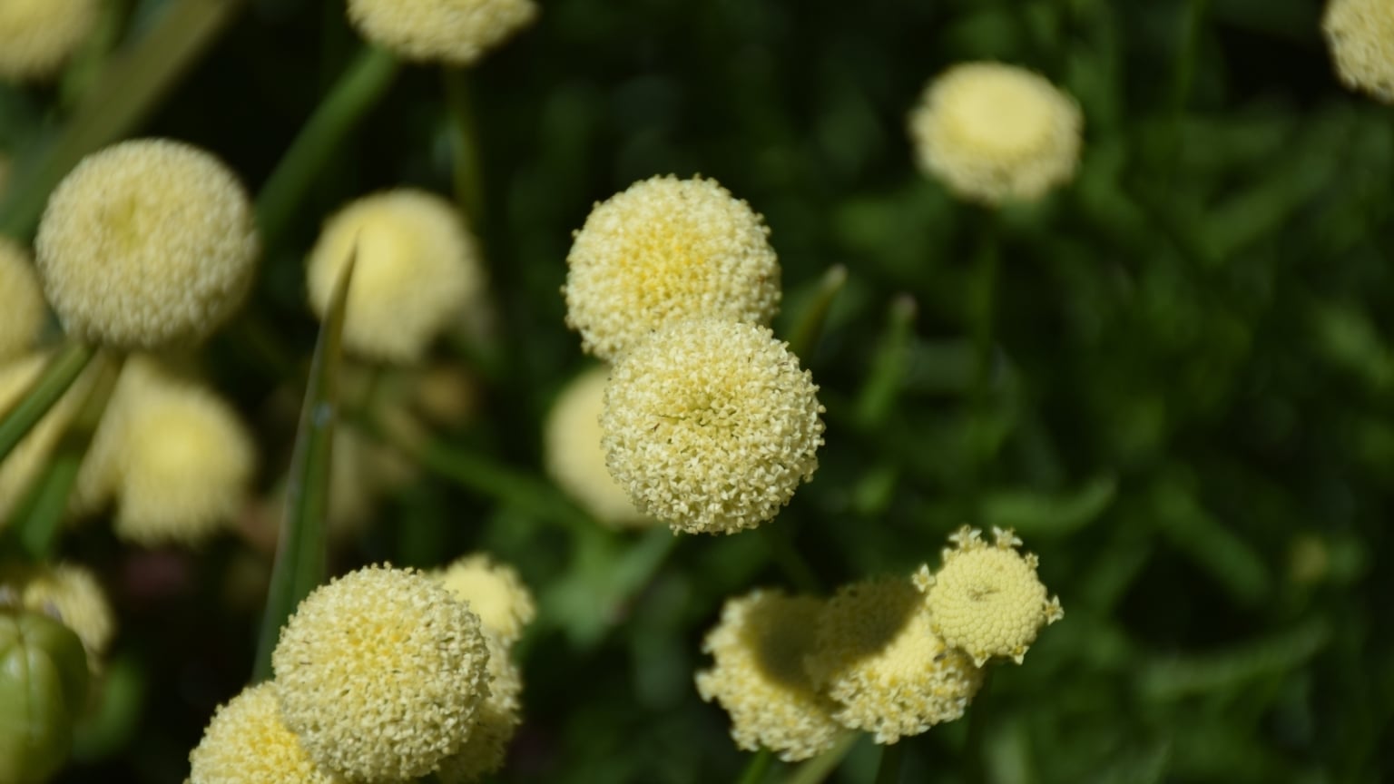 How to Plant, Grow, and Care for Brass Buttons