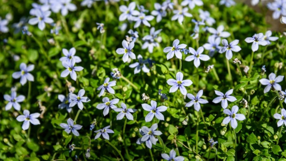 How to Plant, Grow, and Care for Blue Star Creeper