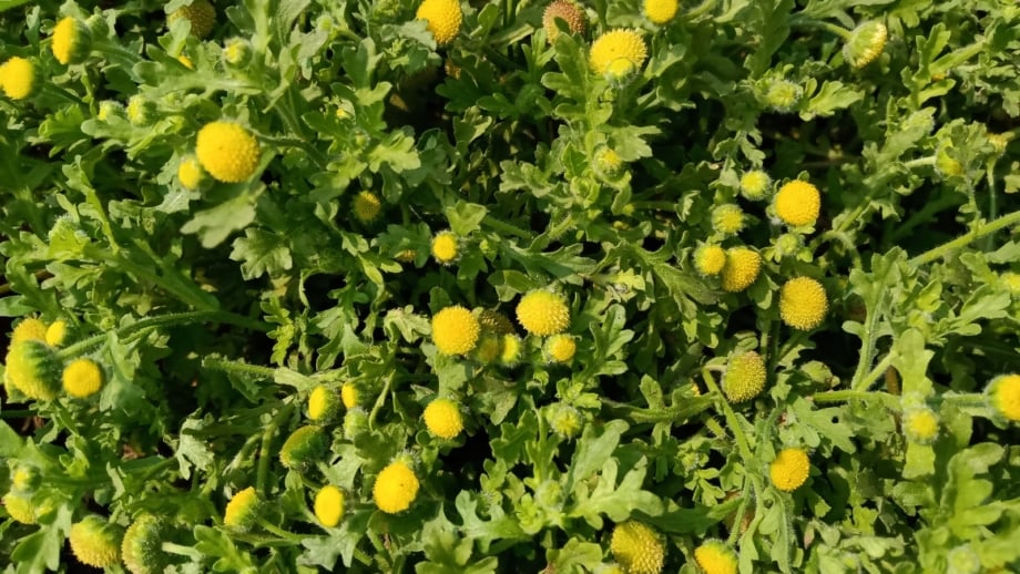 How to Plant, Grow, and Care for Brass Buttons