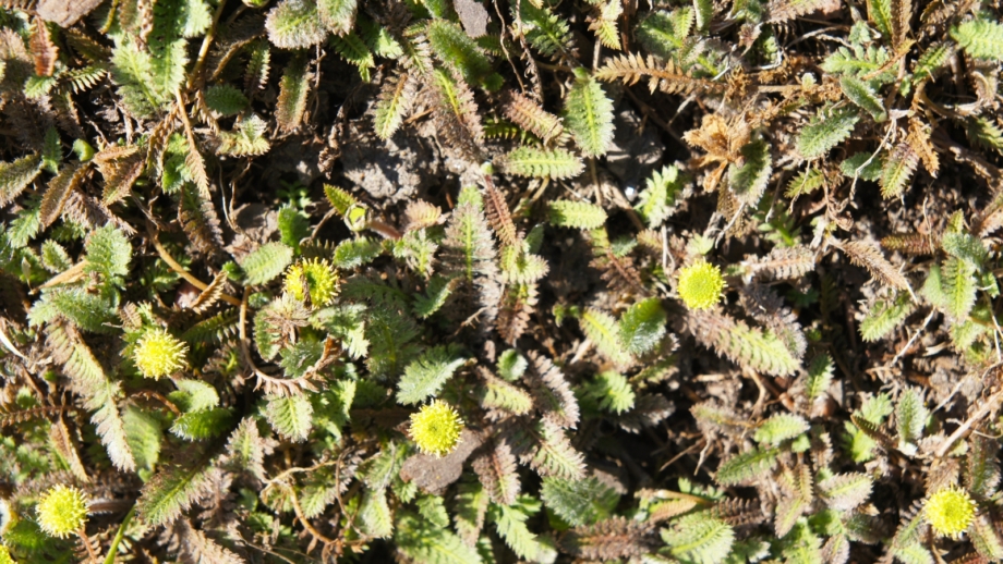 How to Plant, Grow, and Care for Brass Buttons
