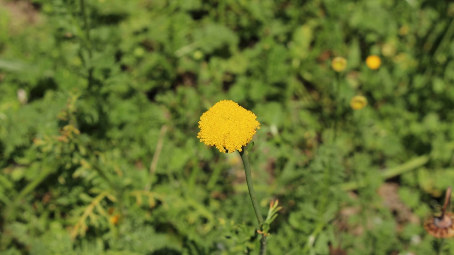 How to Plant, Grow, and Care for Brass Buttons
