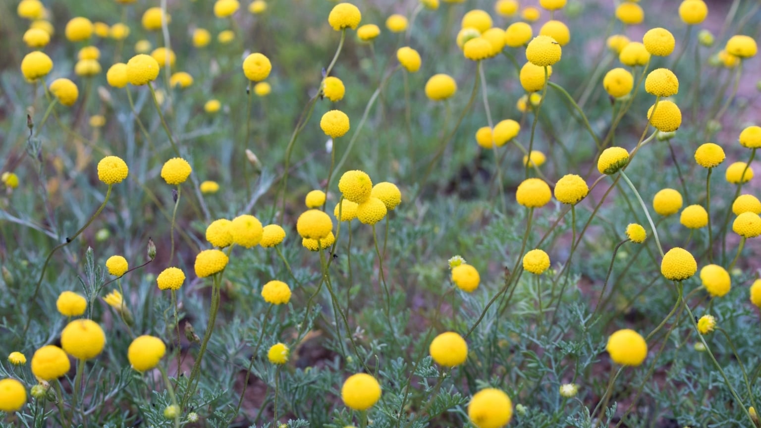 How to Plant, Grow, and Care for Brass Buttons